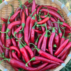Korean Gochu Pepper Seeds - Etsy