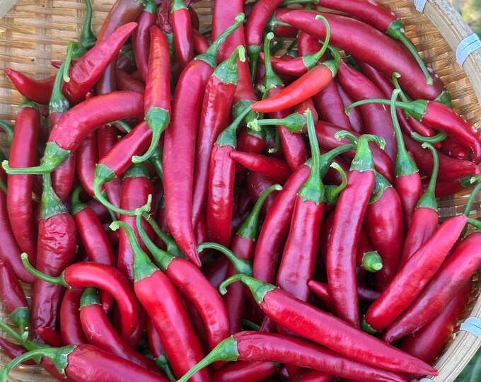 Korean Gochu Pepper Seeds - Etsy