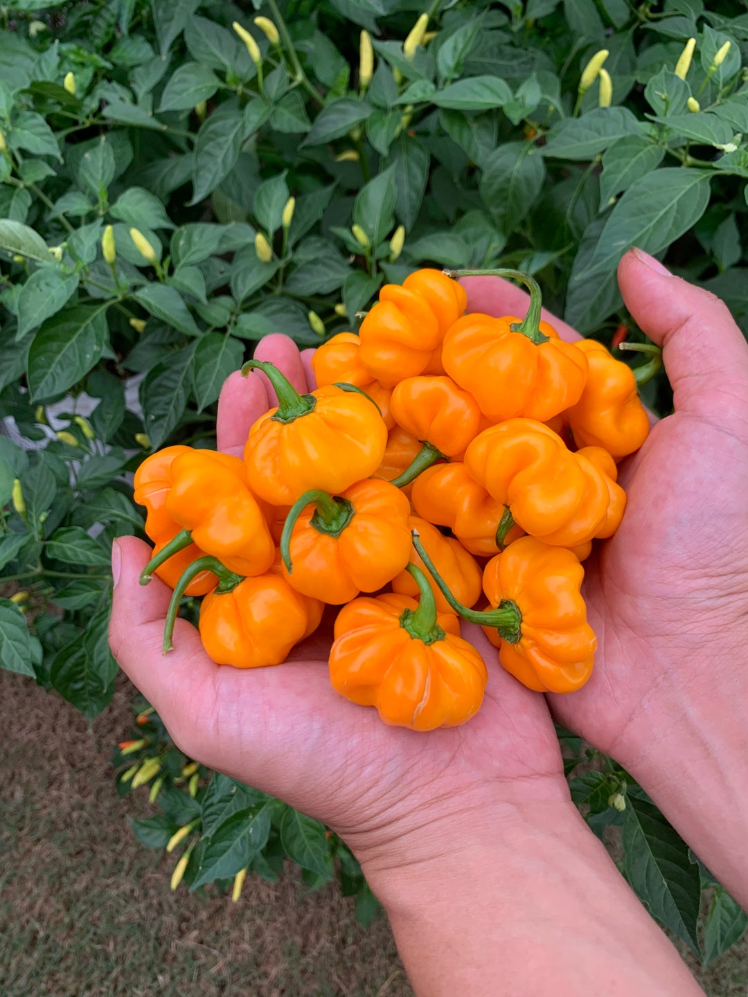 Pumpkin Habanero Pepper Seeds - Etsy