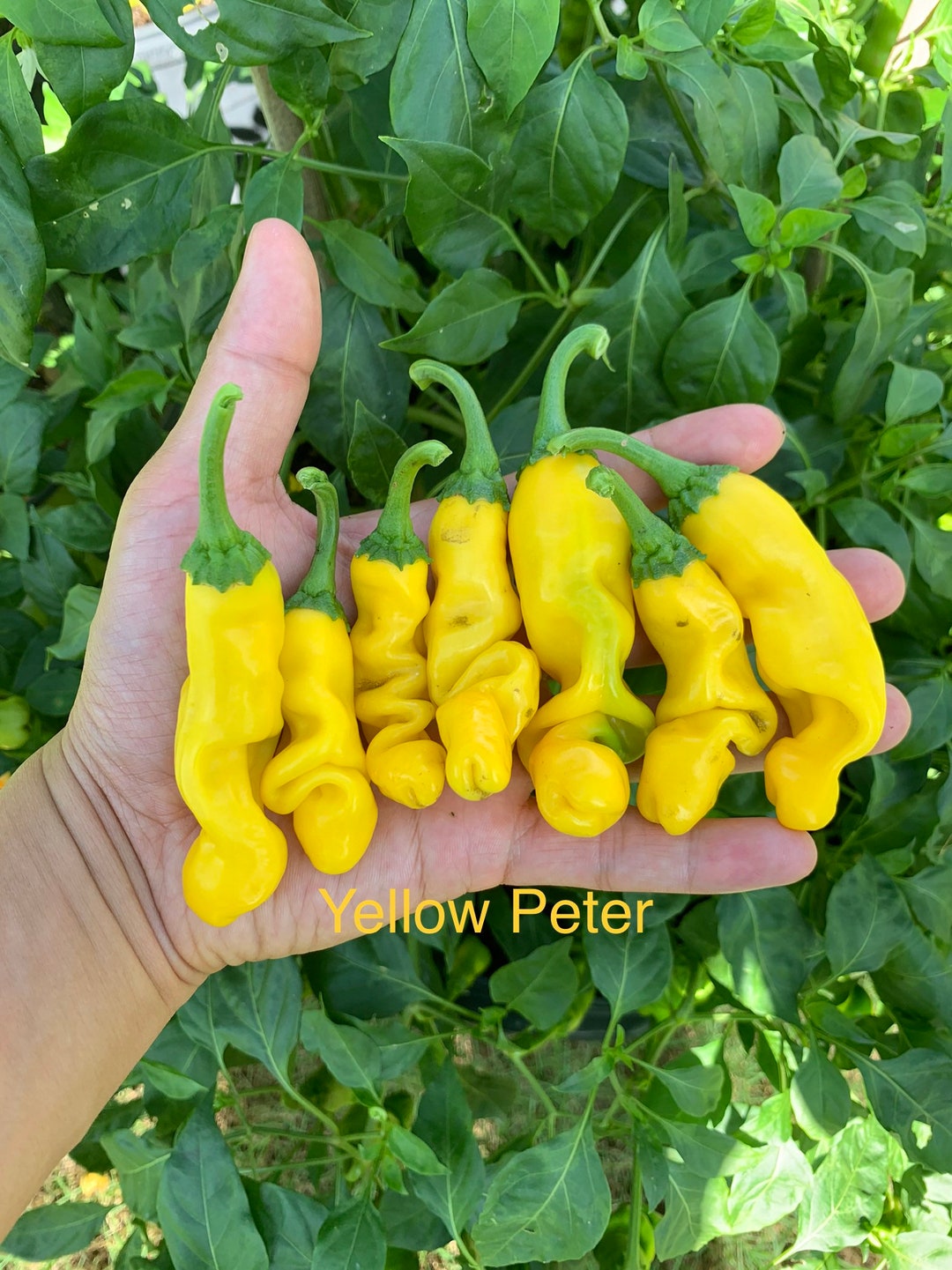 Yellow Peter Pepper Seeds - Etsy