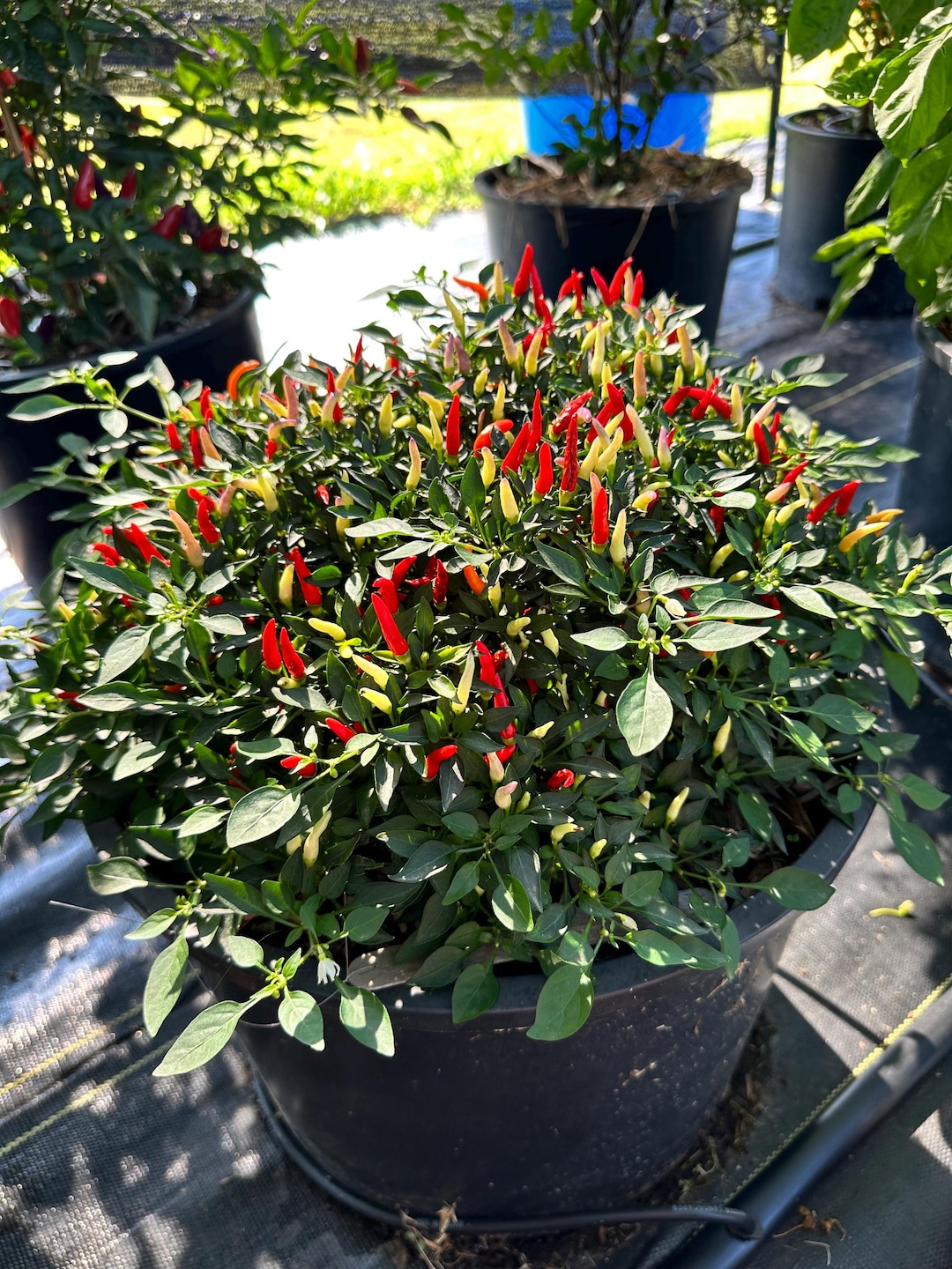 Sparkler X Garda Firework Pepper Seeds - Etsy