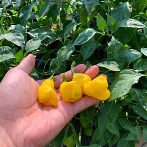 Yellow Peter Pepper Seeds - Etsy
