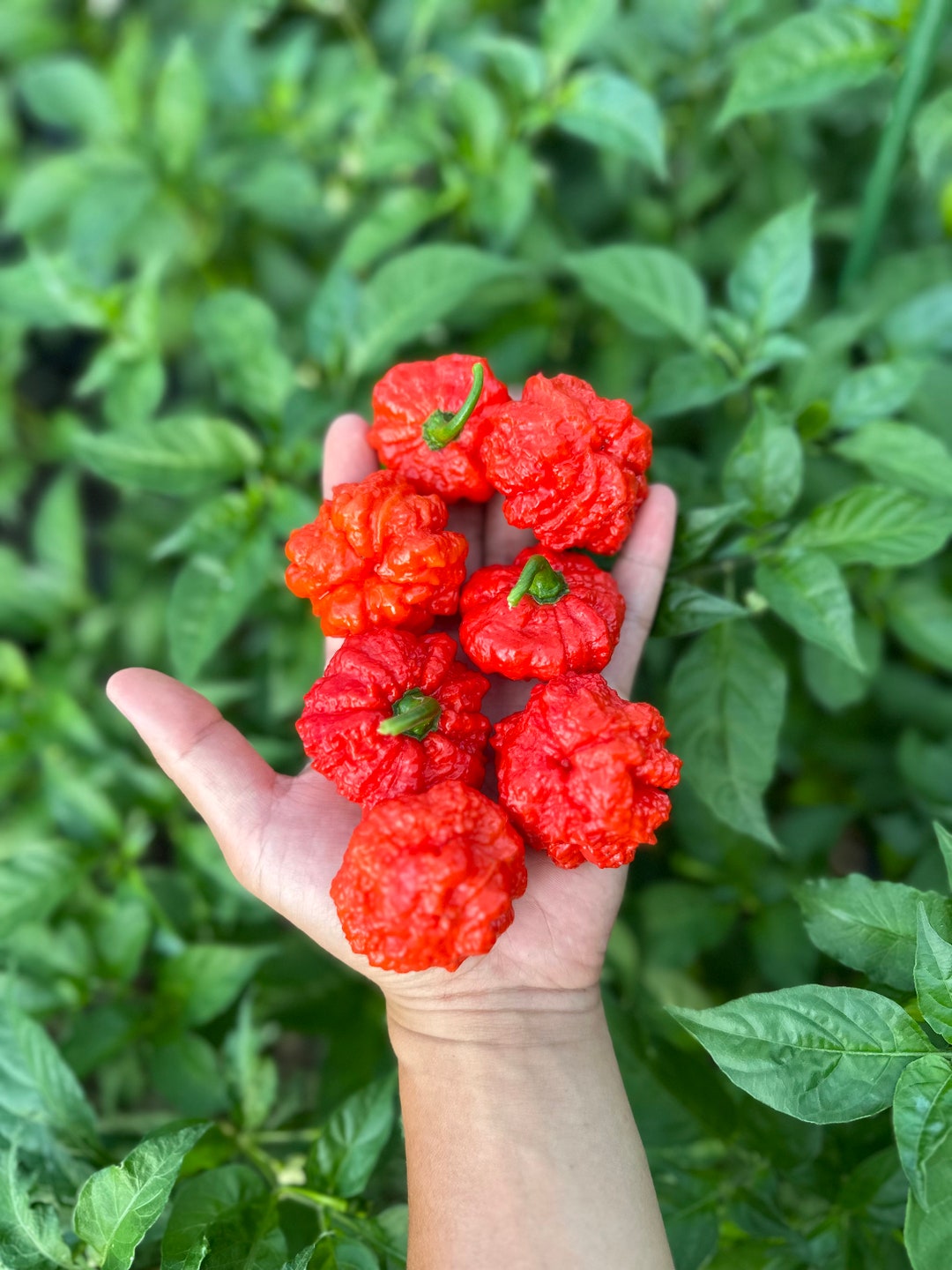 Scotch Brain Red Pepper Seeds - Etsy