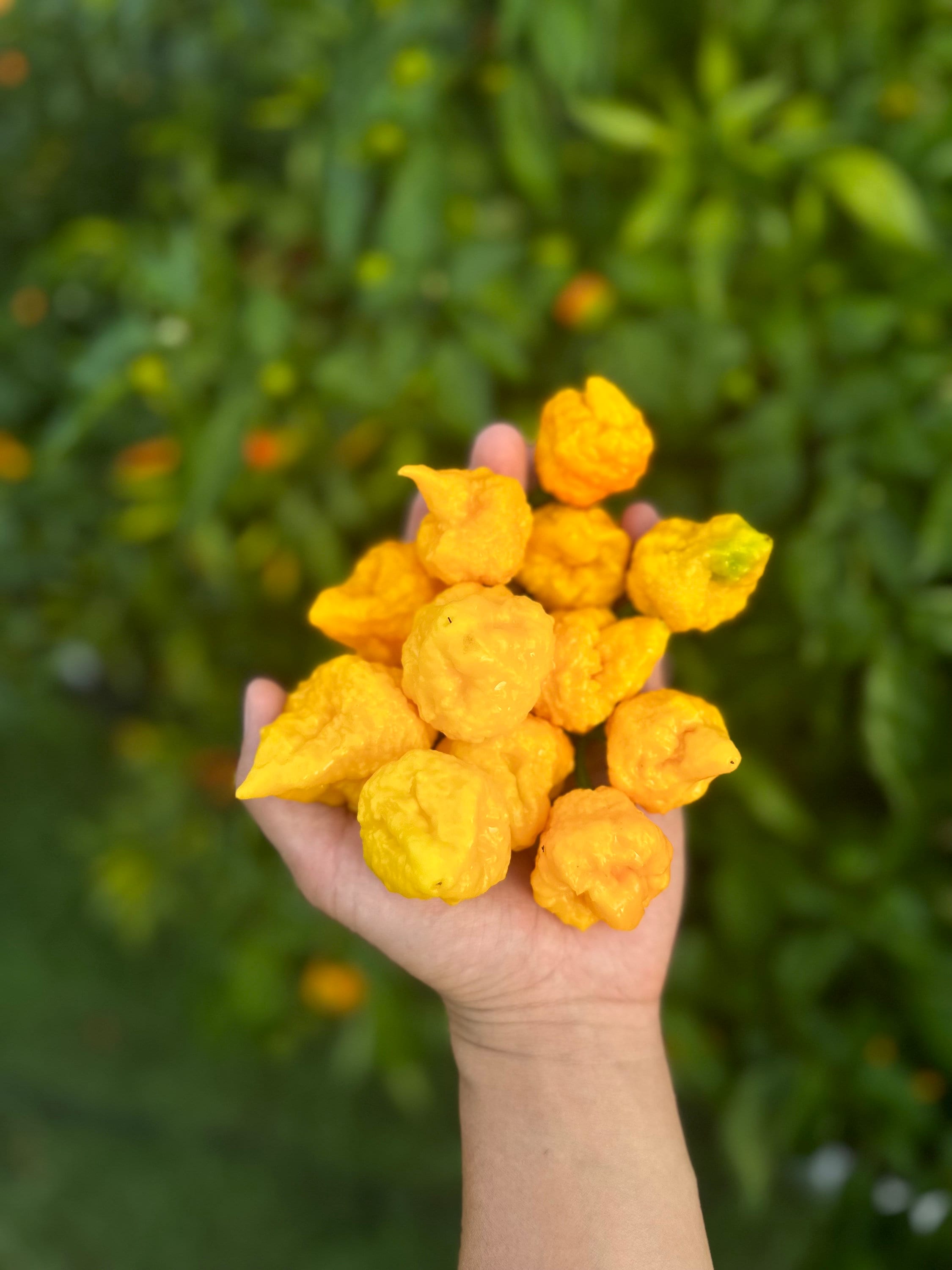 Scotch Brain XCP Pepper Seeds - Etsy