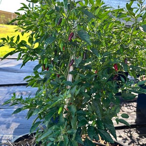 Zimbabwe Bird Eye Pepper Seeds - Etsy