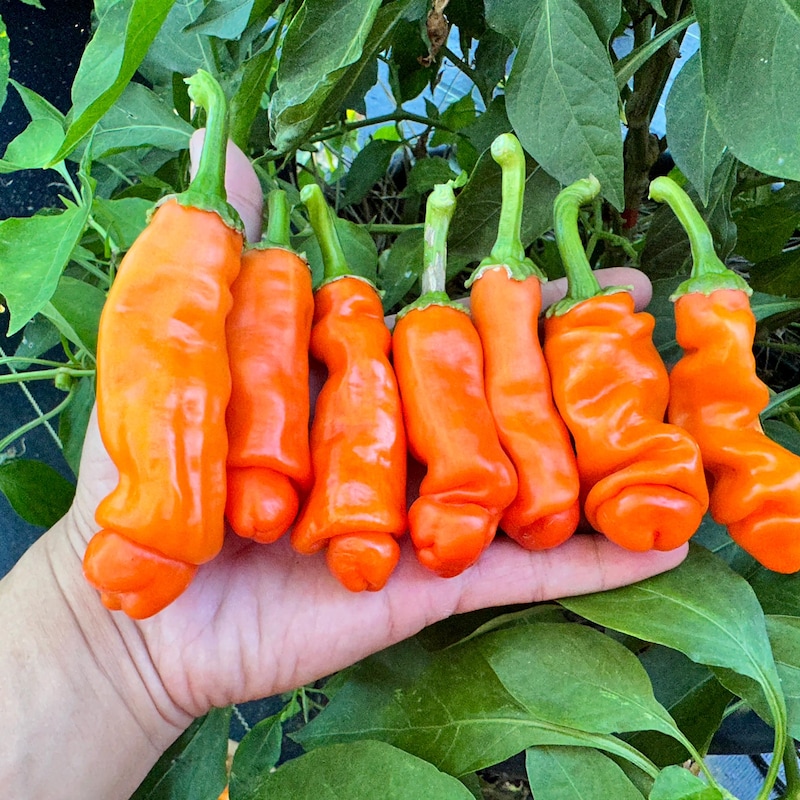 Rare Pepper Seeds - Etsy