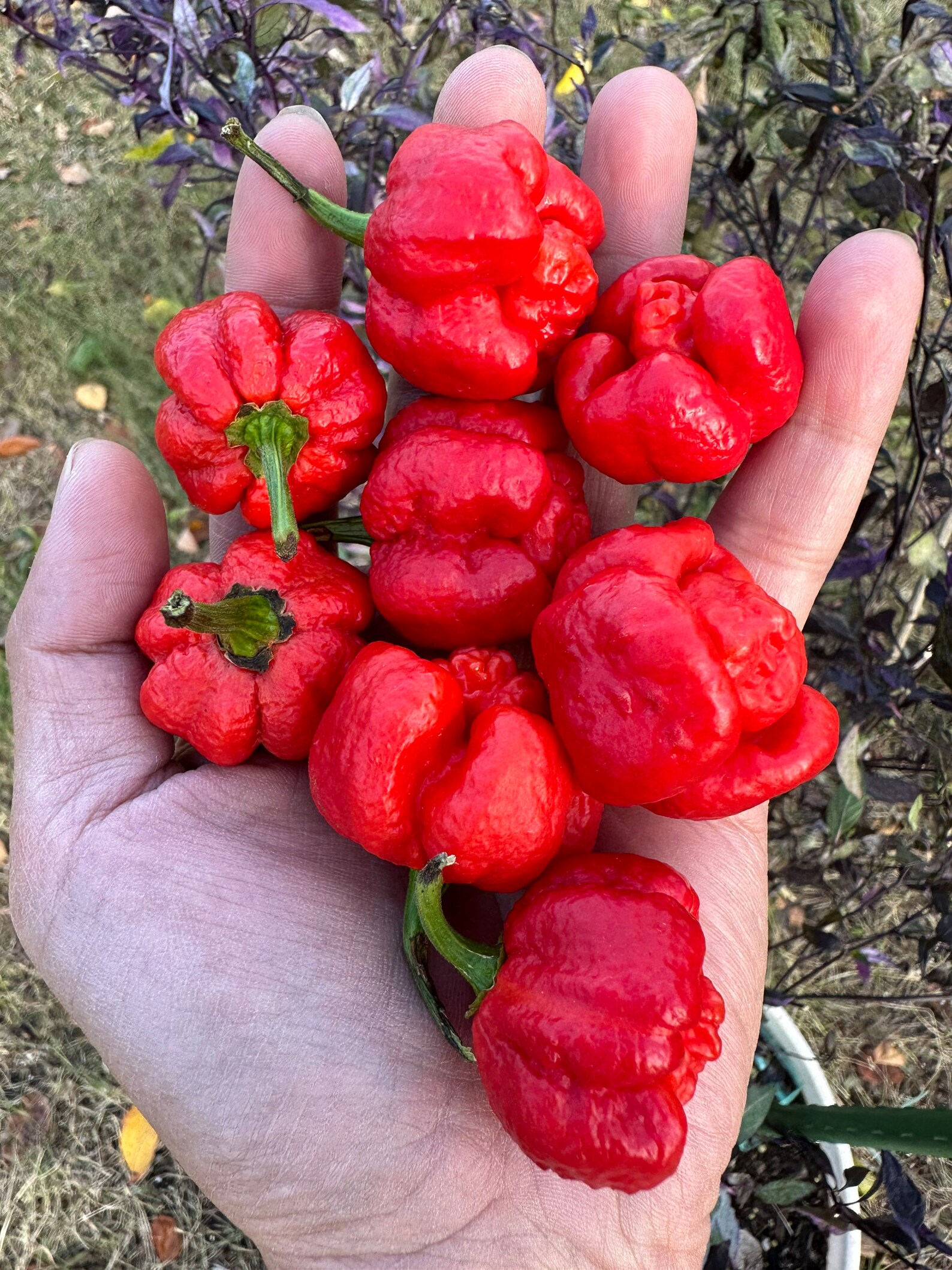 Trinidad Moruga Scorpion Pepper Seeds - Etsy