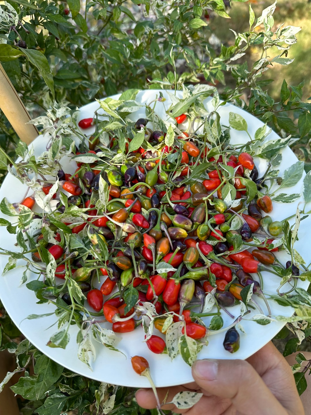 Lila Luzi Pepper Seeds - Etsy