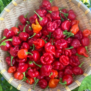 Faddas Reaper Perfume Pepper Seeds - Etsy