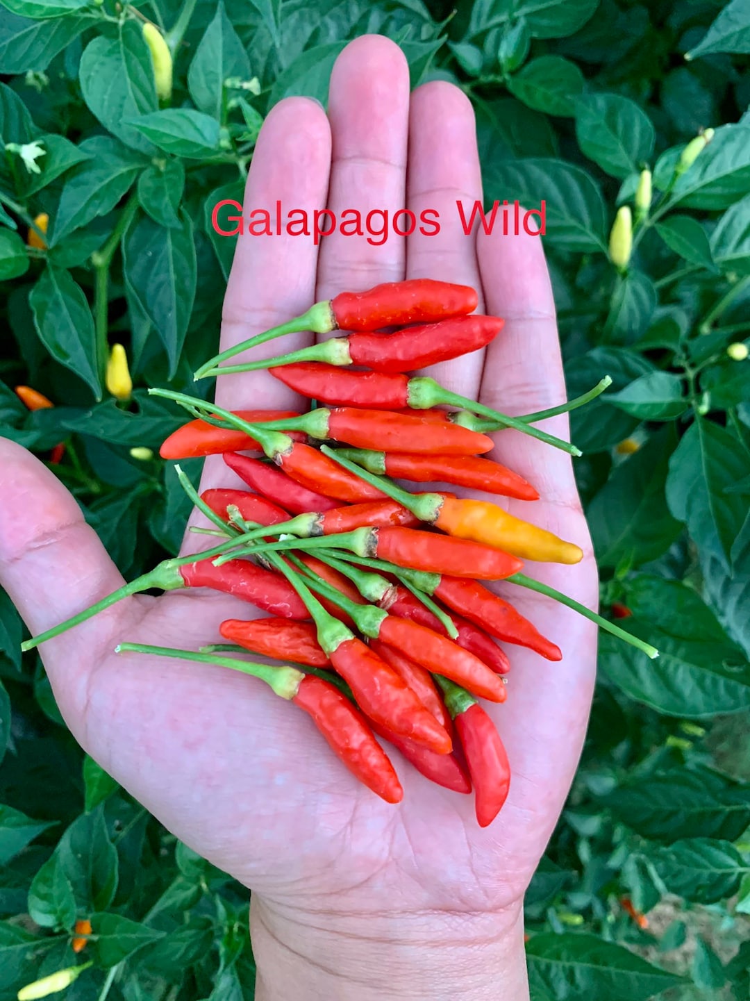 Galapagos Wild Pepper Seeds - Etsy