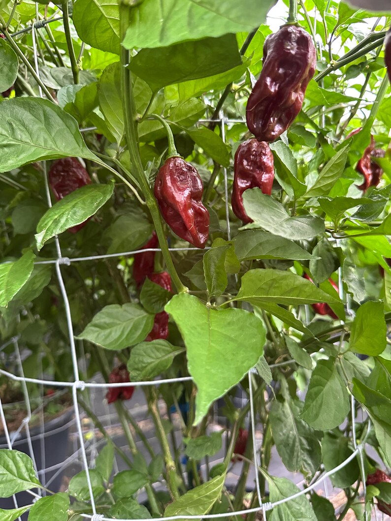 30gram Chocolate Monster Pepper Seeds - Etsy