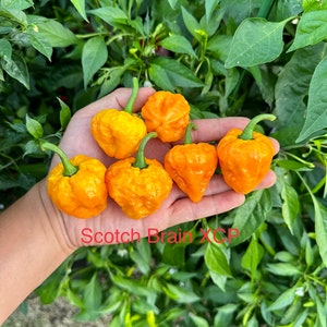 Scotch Brain XCP Pepper Seeds - Etsy
