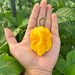 Borg 9 Yellow Pepper Seeds - Etsy