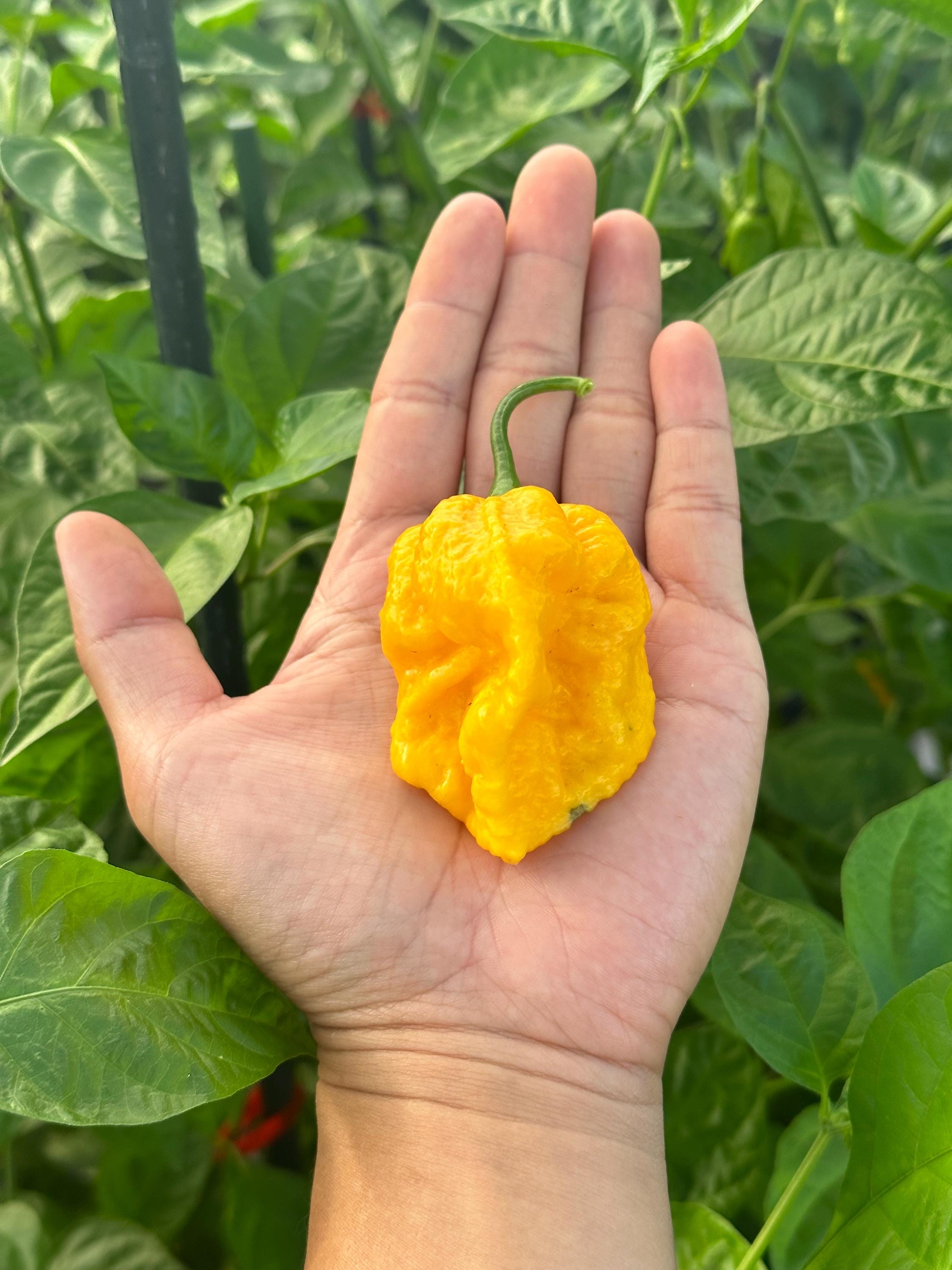 Borg 9 Yellow Pepper Seeds - Etsy