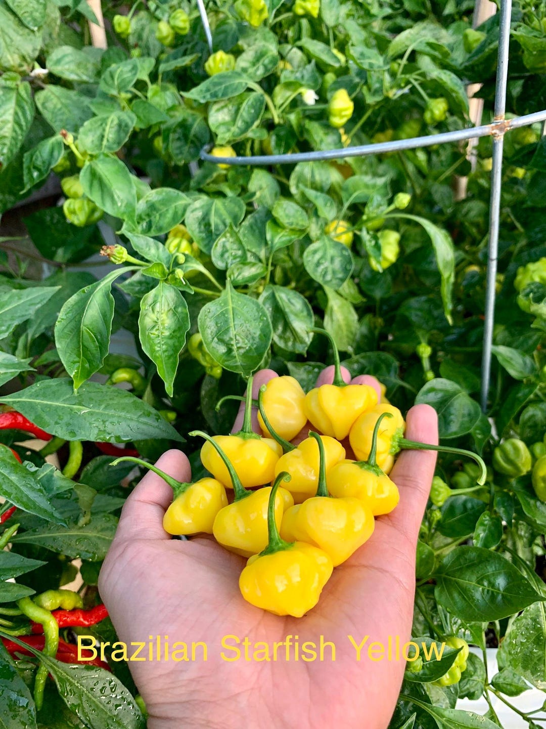 Brazilian Starfish Yellow Pepper Seeds - Etsy