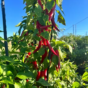 Korean Gochu Pepper Seeds - Etsy