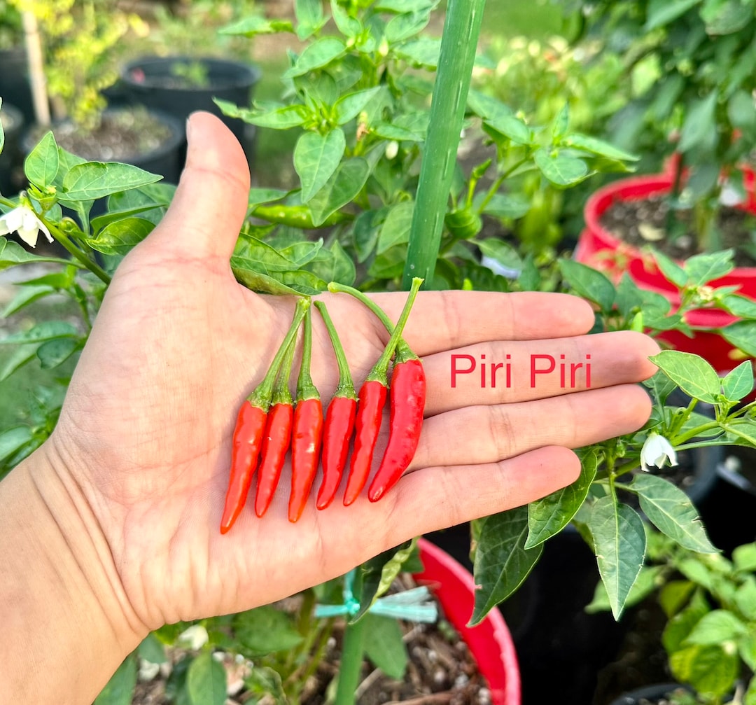 Piri Piri Pepper Seeds - Etsy