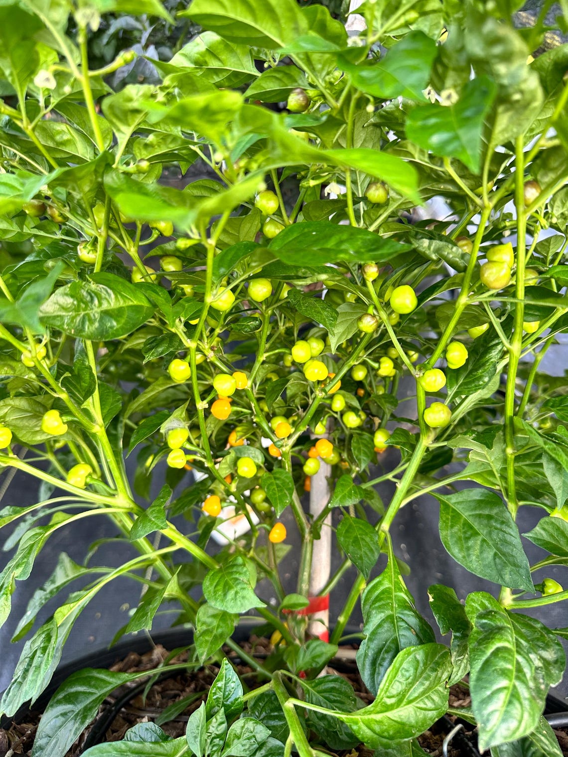Pimenta Bode Amarillo Pepper Seeds - Etsy