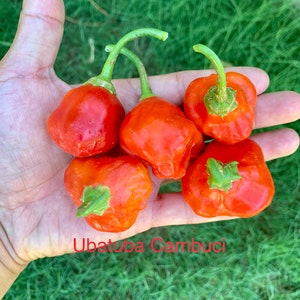 Ubatuba Cambuci Pepper Seeds - Etsy