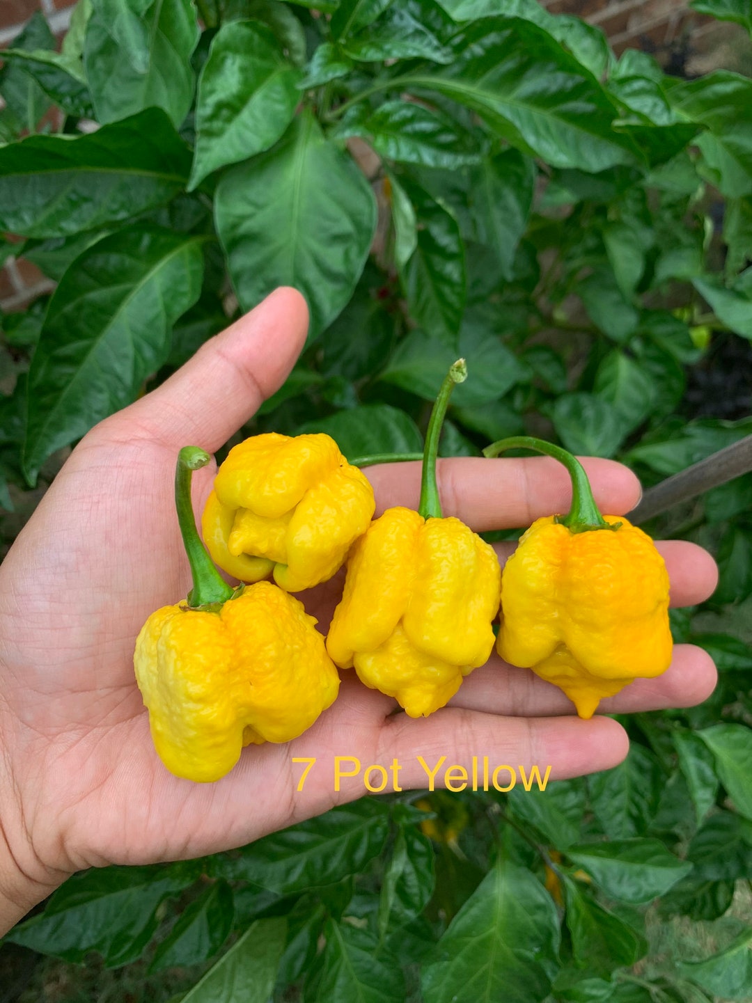 7 Pot Yellow Pepper Seeds - Etsy