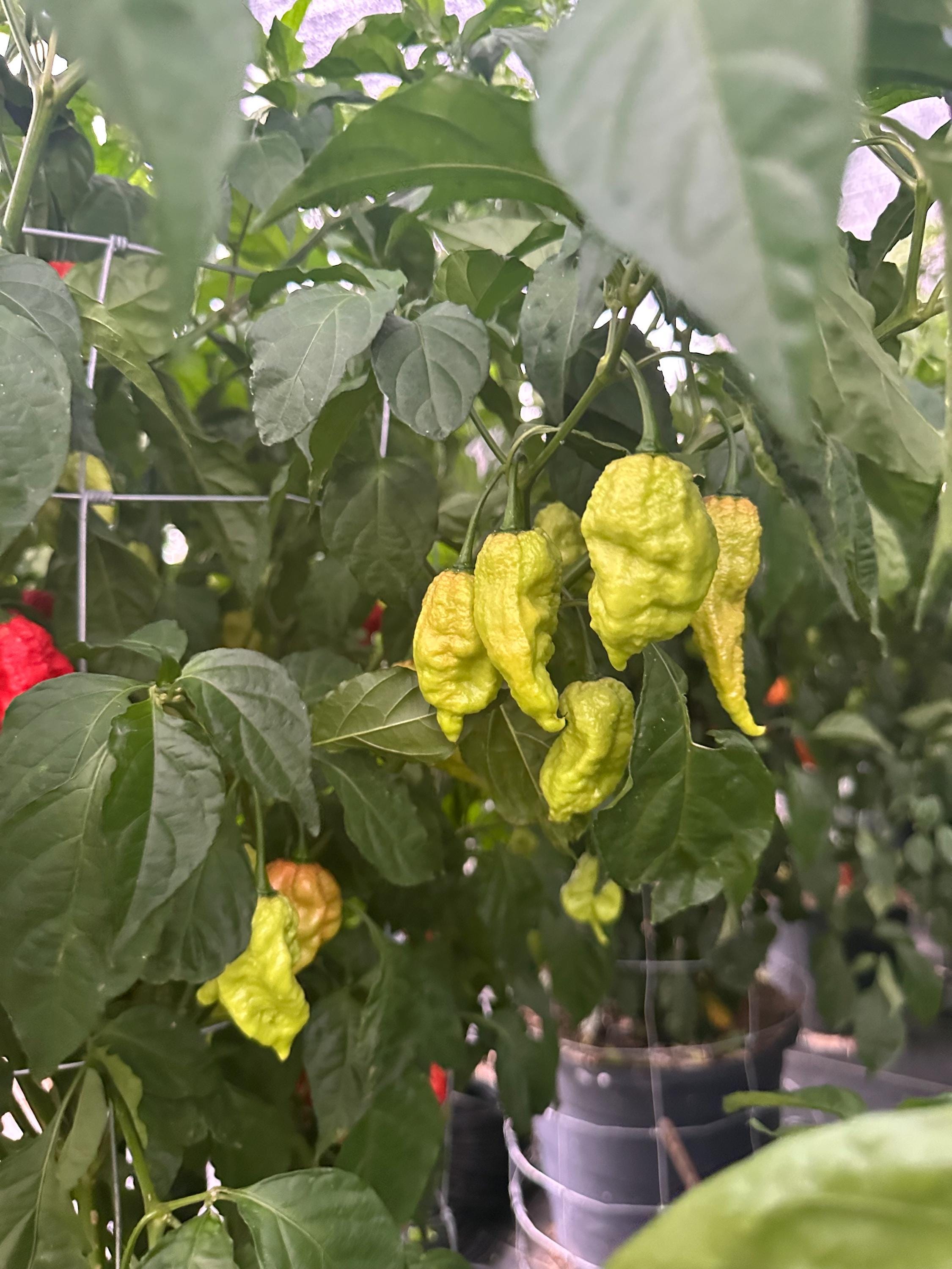 Gnar King Pepper Seeds - Etsy