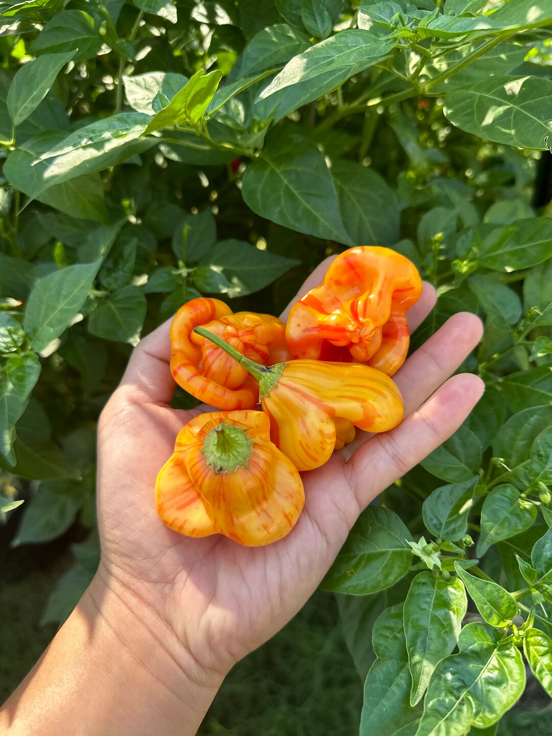 Tangerine Tiger Pepper Seeds - Etsy