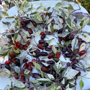 Purple Tiger X Uchu Cream Pepper Seeds - Etsy