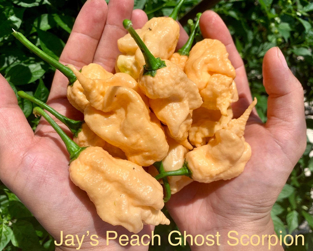 Jays Peach Ghost Scorpion Pepper Seeds - Etsy