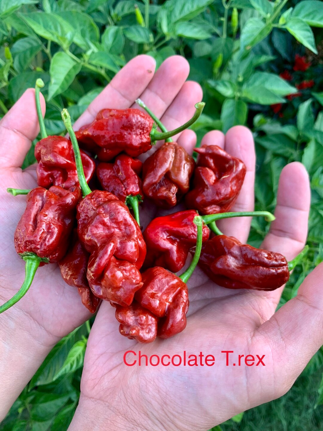 Chocolate T-rex Pepper Seeds - Etsy
