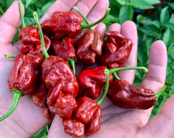 T-rex Yellow Premium Pepper Seeds Pack - Etsy