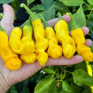 Yellow Peter Pepper Seeds - Etsy