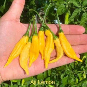 Aji Lemon Drop Pepper Seeds - Etsy