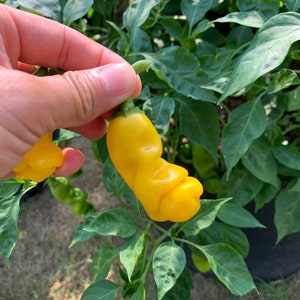 Yellow Peter Pepper Seeds - Etsy