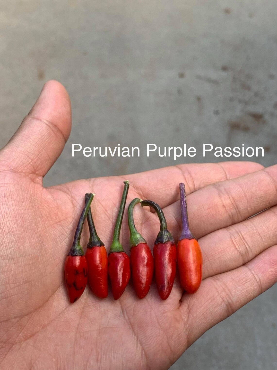Peruvian Purple Passion Pepper Seeds - Etsy
