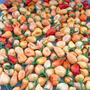 Peppapeach Stripey Pepper Seeds - Etsy