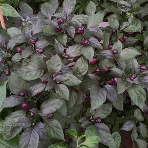 Cheiro Roxa Pepper Seeds - Etsy