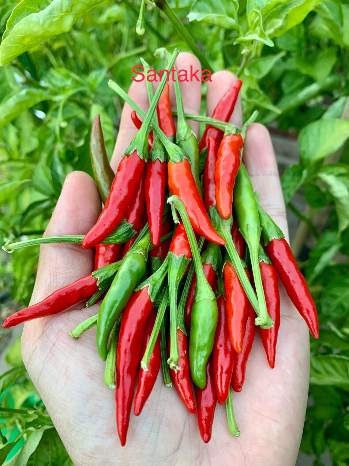 Santaka Pepper Seeds - Etsy