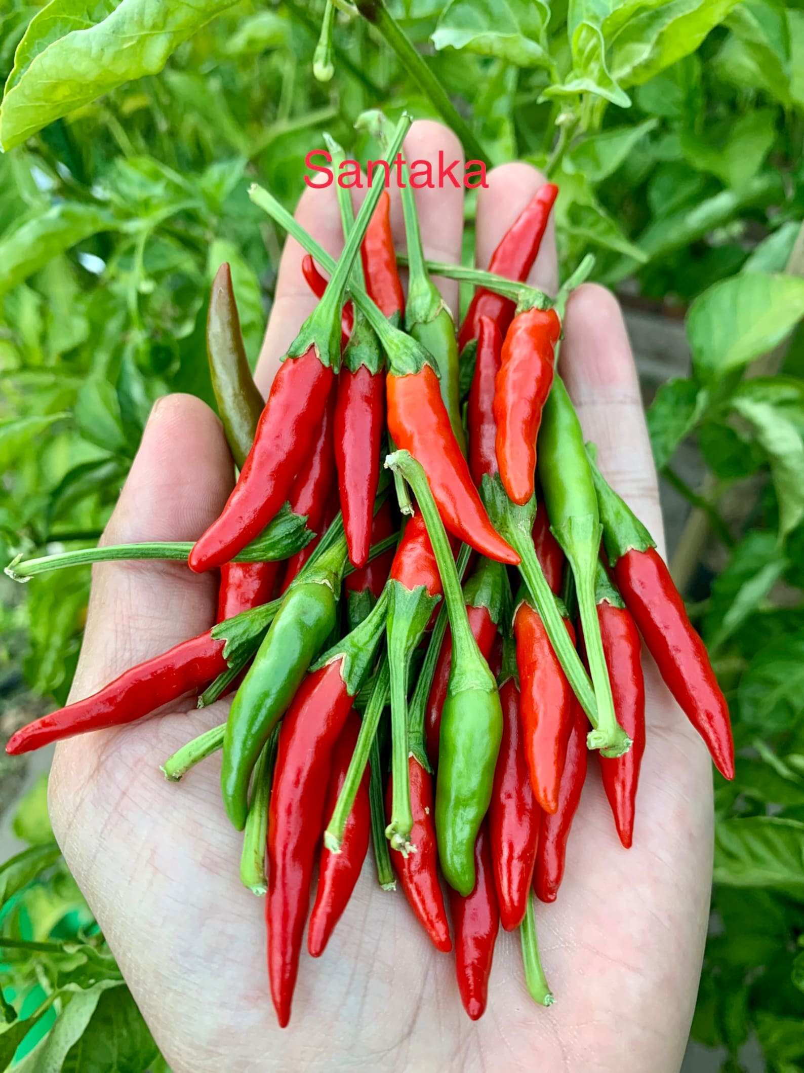 Santaka Pepper Seeds - Etsy