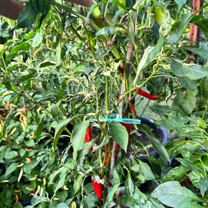 Mattapeno Pepper Seeds - Etsy