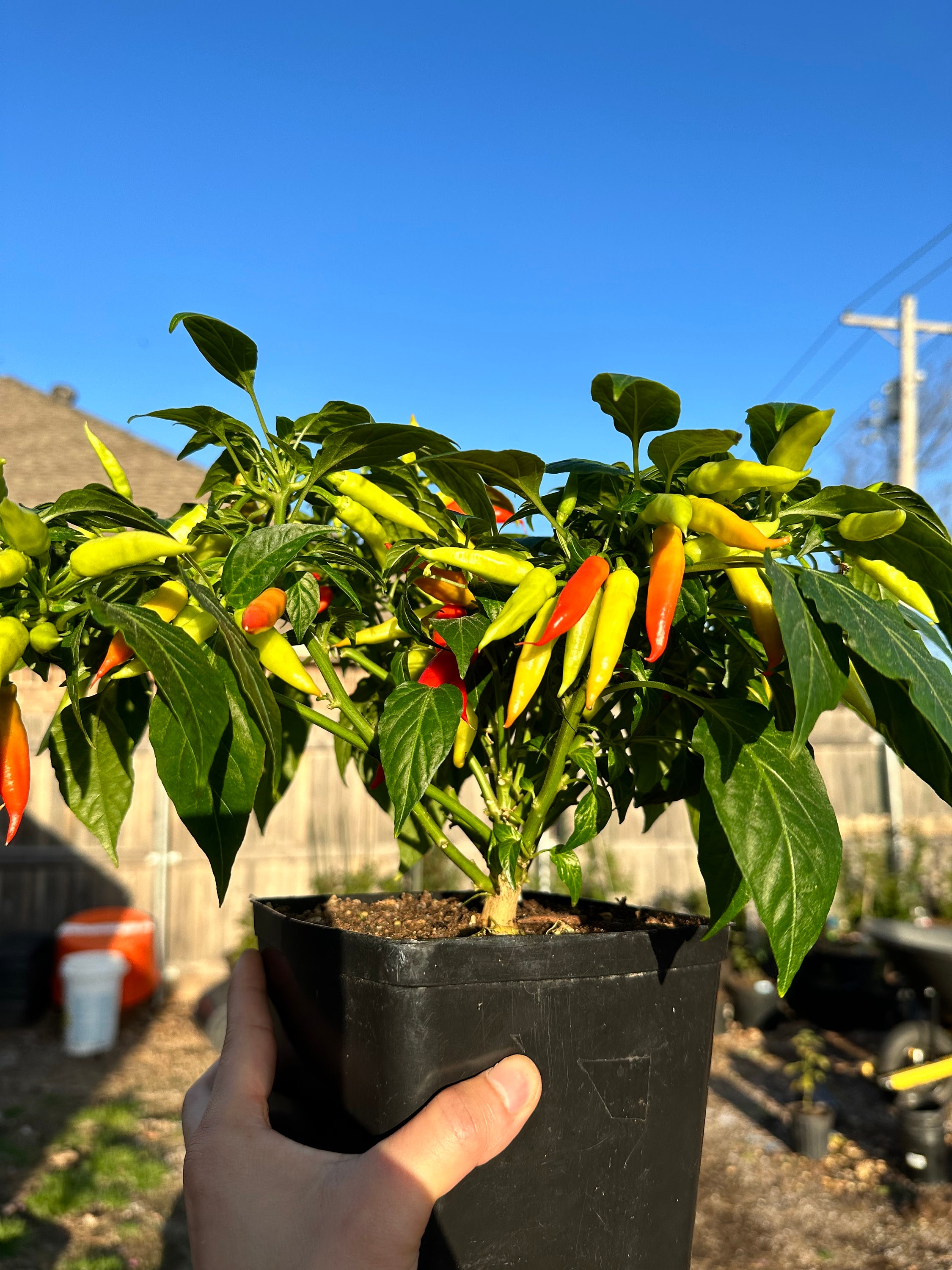 KS Starrling Pepper Seeds - Etsy