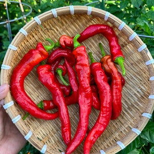 Hangjiao #8 Total Eclipse Pepper Seeds - Etsy