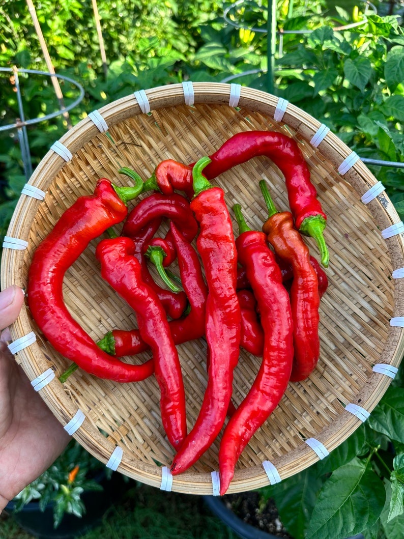 Hangjiao #8 Total Eclipse Pepper Seeds - Etsy