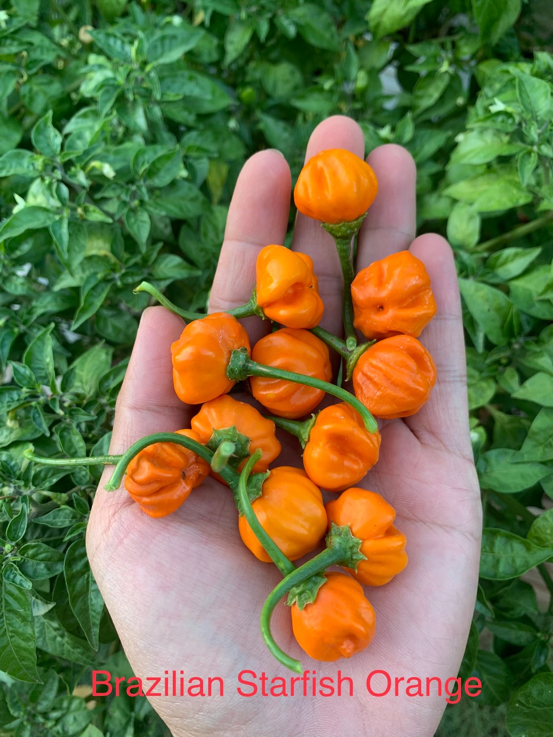 Brazilian Starfish Orange Pepper Seeds - Etsy