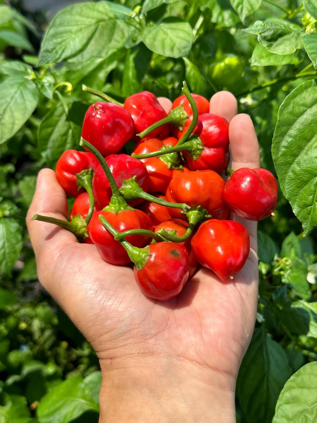 Peppadew Pepper Seeds - Etsy