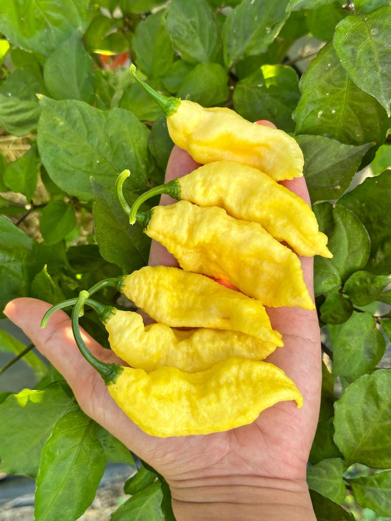 White Ghost (bhut Jolokia) Pepper Seeds - Etsy