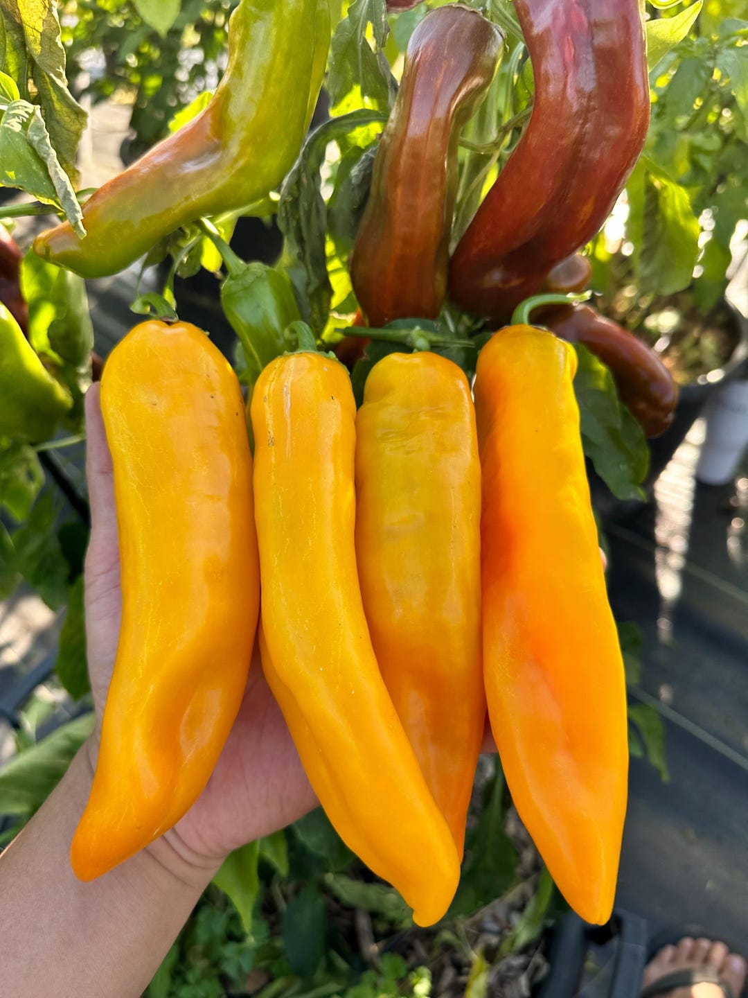 Gold Ancient Sweet Pepper Seeds - Etsy