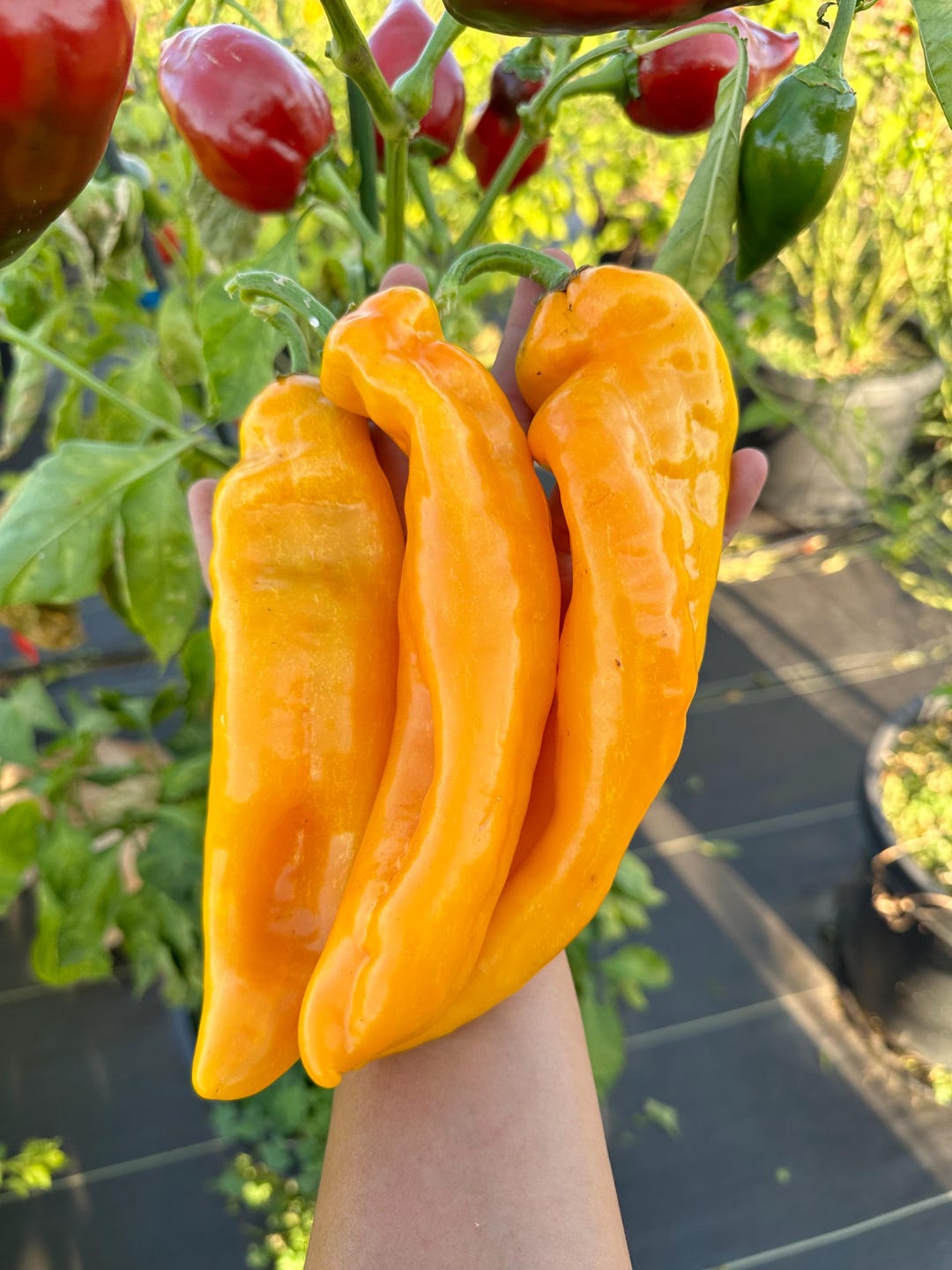 Sweet Palermo Yellow Pepper Seeds - Etsy