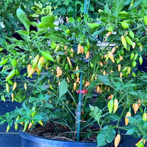Beni Highland Orange Pepper Seeds - Etsy
