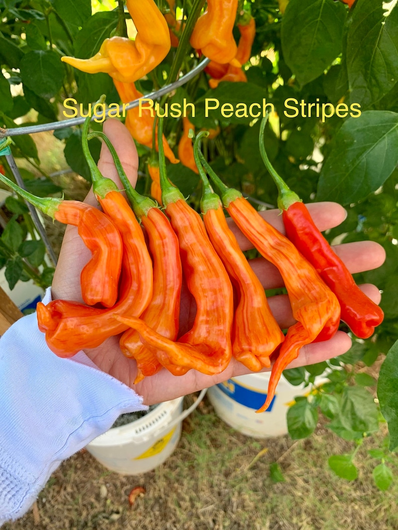Sugar Rush Stripey Pepper Seeds - Etsy