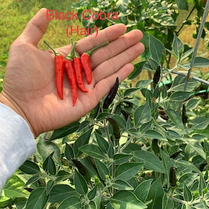 Black Cobra Pepper Seeds - Etsy